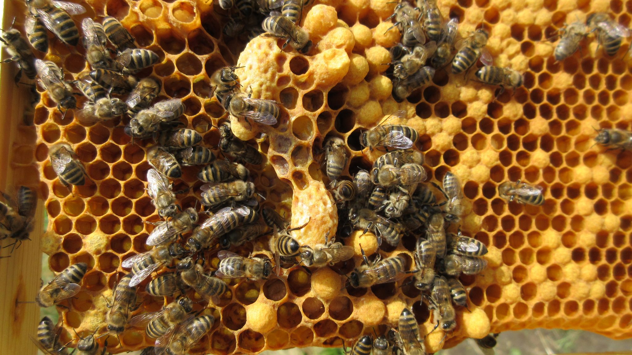 Schwarmverhinderung | The Home of my Bees