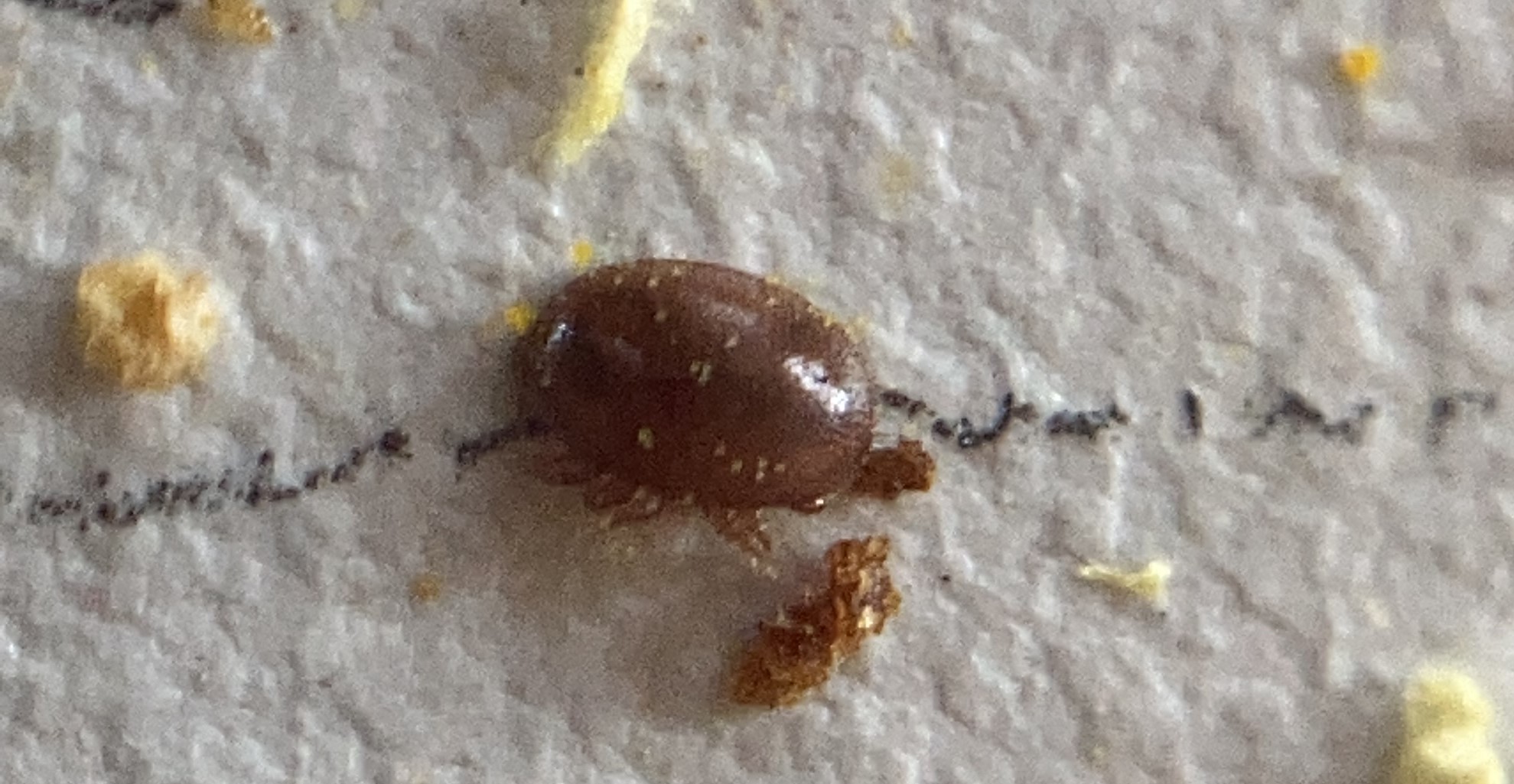 Die Varroamilbe – Diagnose & Behandlung | The Home of my Bees